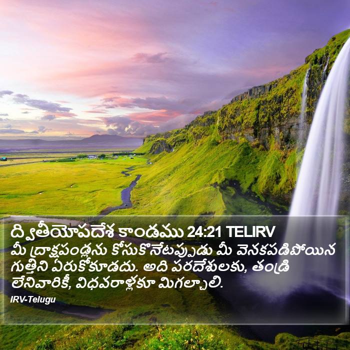 ద్వితీయోపదేశ కాండము 24:21 TELIRV - మీ ద్రాక్షపండ్లను